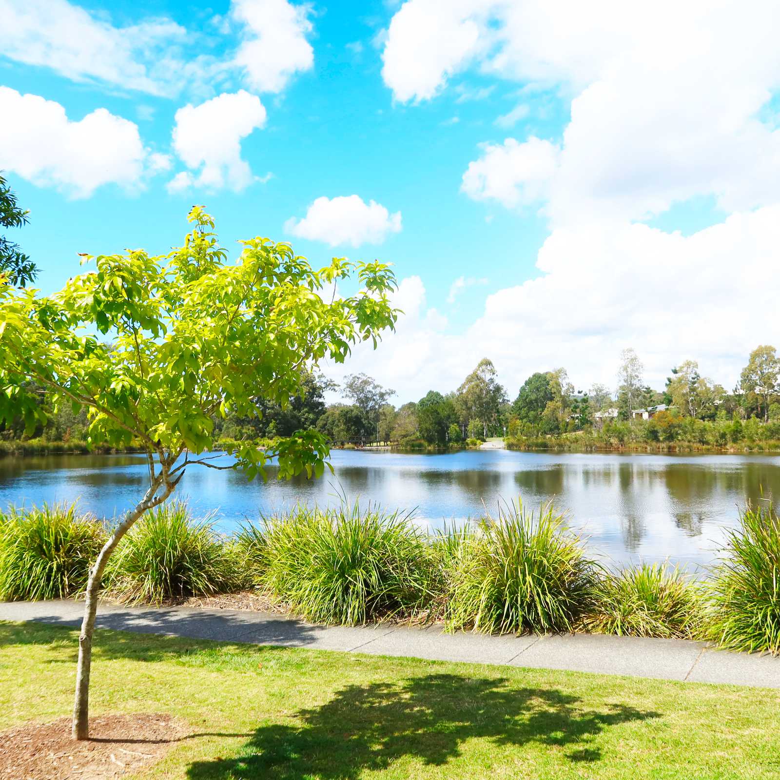 Tallowwood Park at Upper Coomera